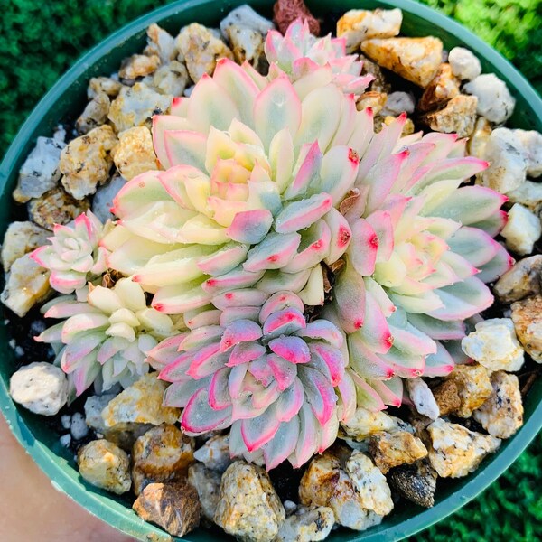 Variegated Echeveria - Etsy
