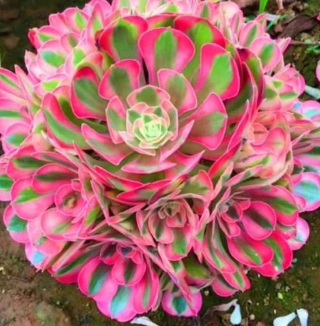 Aeonium Pink Witch Succulent Plant - Etsy