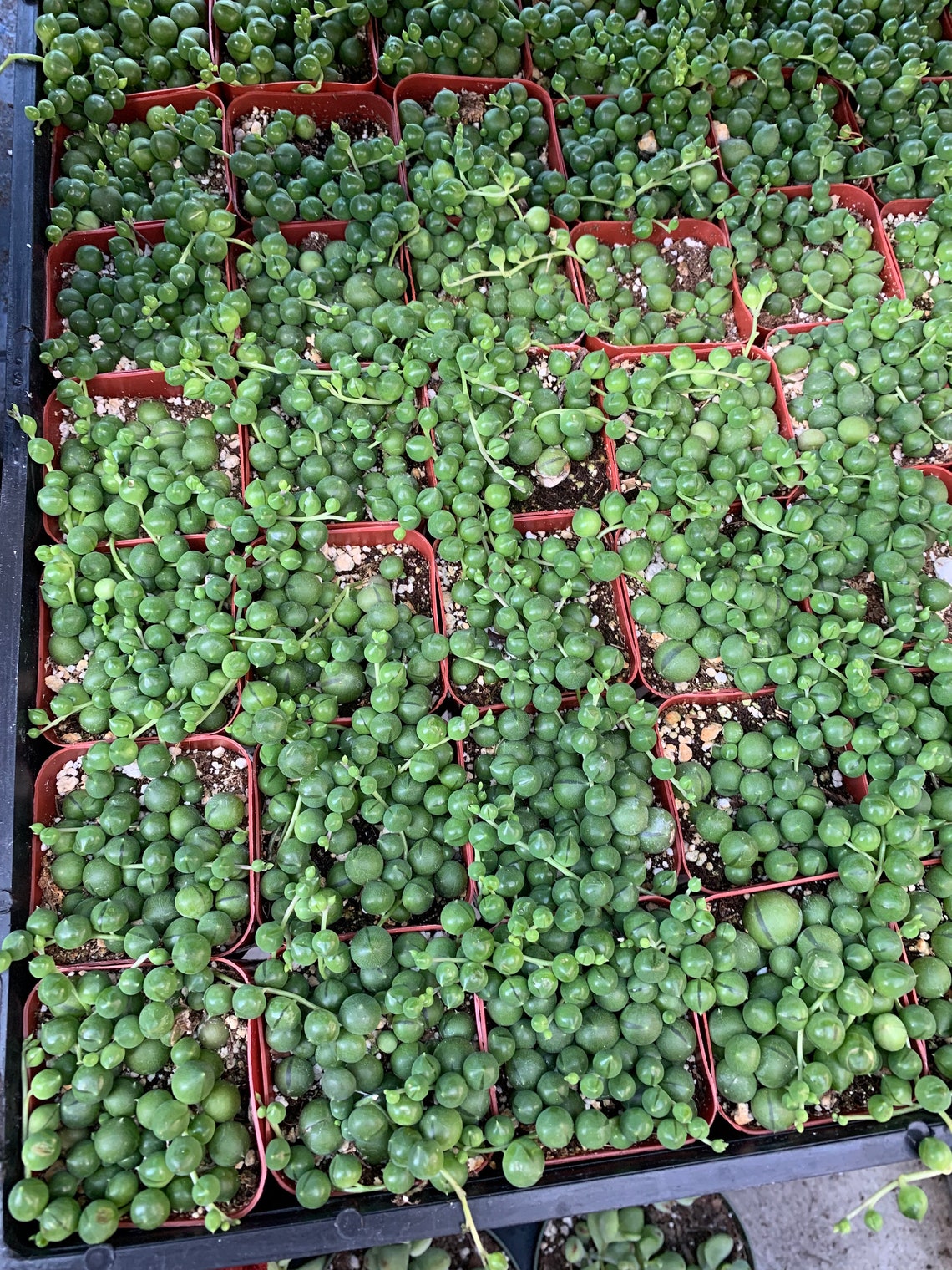 String of Pearls Succulent Plants - Etsy