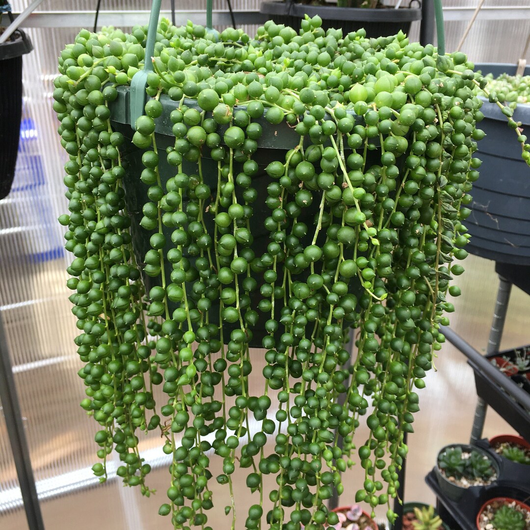 String of Pearls Succulent Plants - Etsy