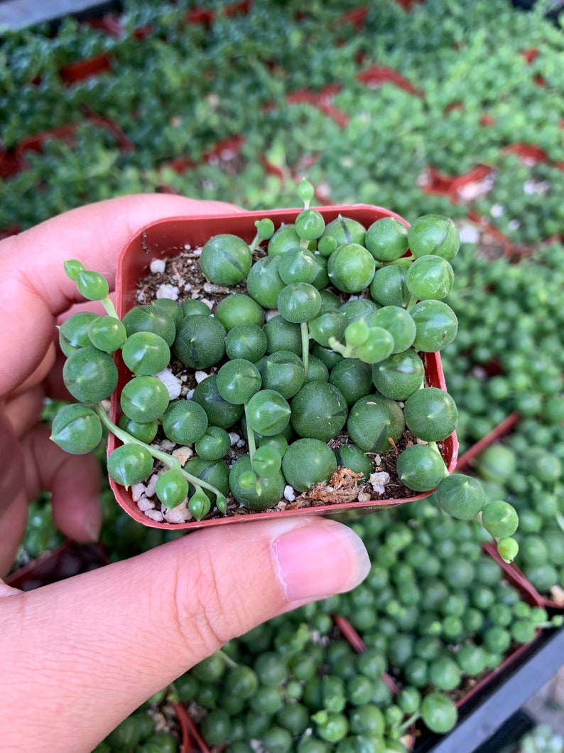 String of Pearls Succulent Plants - Etsy