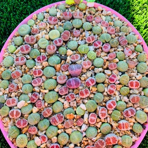 Imported Living Stone Lithops Succulent Plant - Etsy
