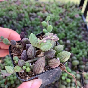 String of Watermelon Succulent Plants - Etsy