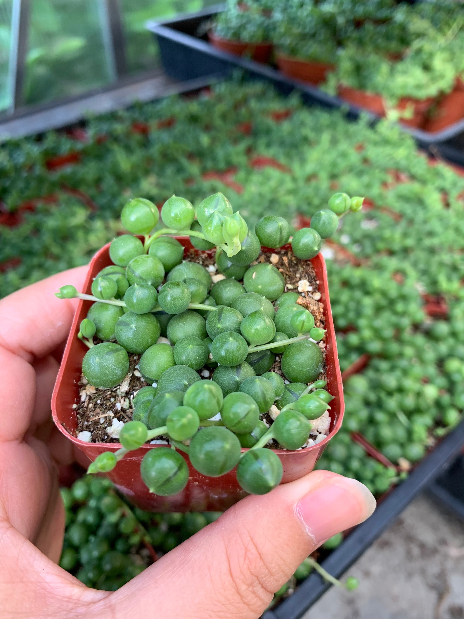 String of Pearls Succulent Plants - Etsy