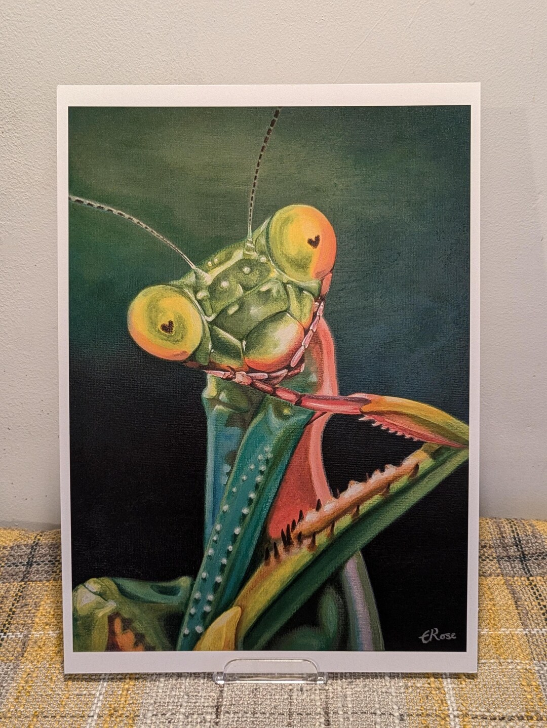 Mediterranean Praying Mantis A4 Print | Species Iris Oratoria ...