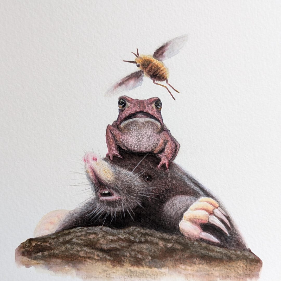 The Mole the Toad and the Bee Fly Original Painting 6x8 Inches ...