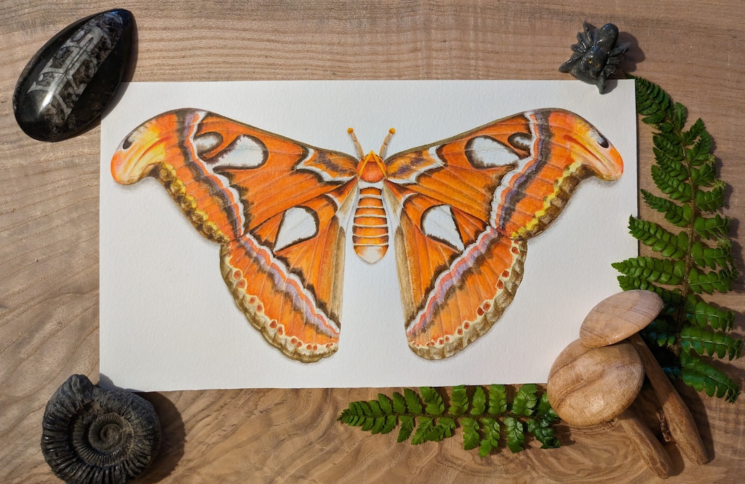 Atlas Moth Attacus Atlas Original Hand Painted Acrylic Ink Entomology ...