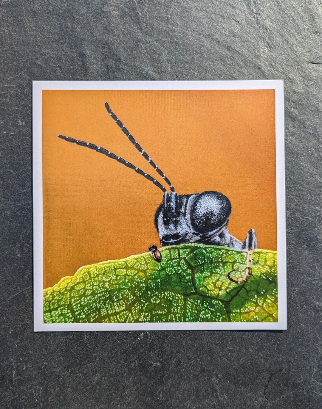 Ground Wasp Peaking Over Leaf 6 X 6 Inch Print | Liris Insect Species ...
