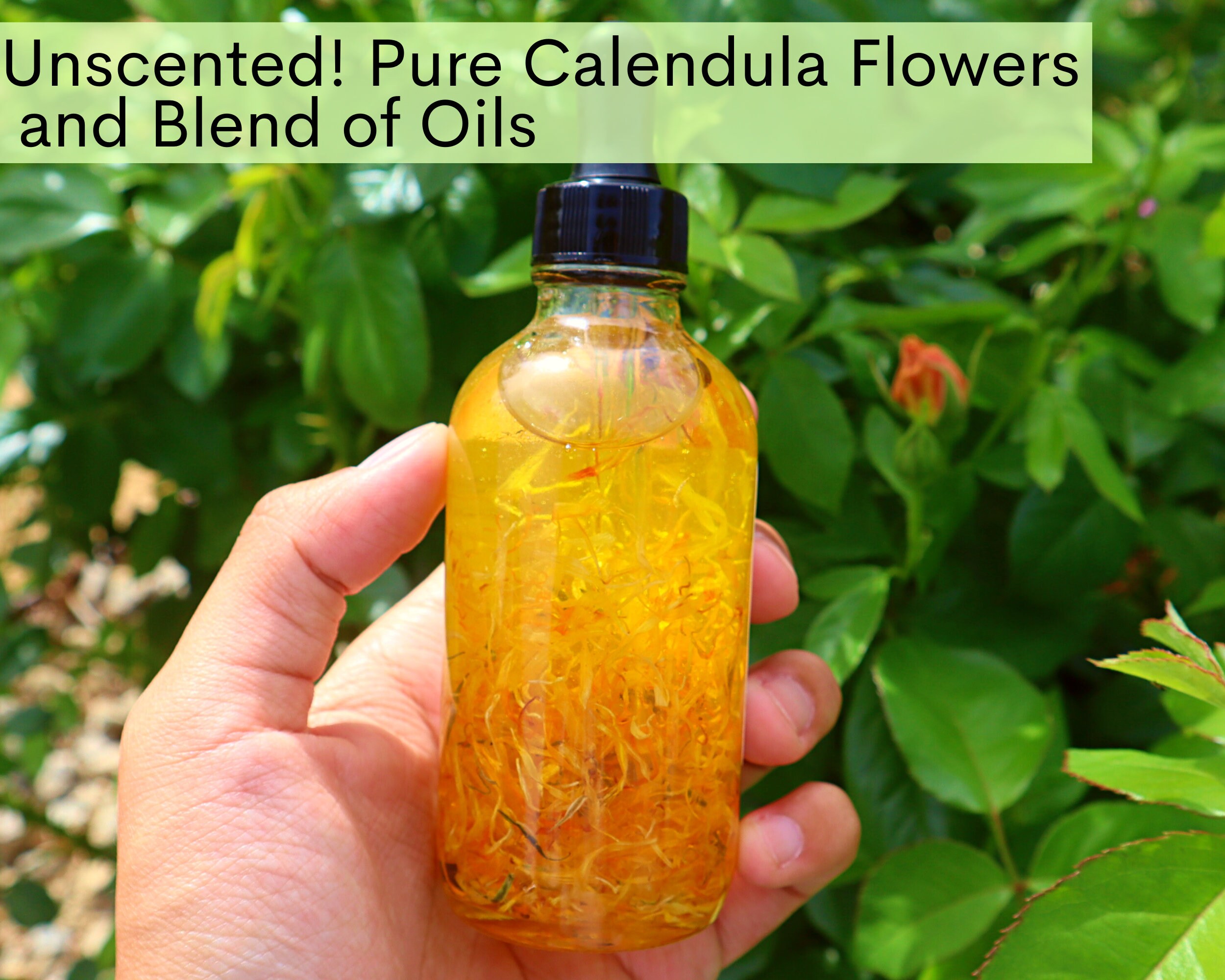 Organic Handcrafted Pure Calendula Oil - Etsy
