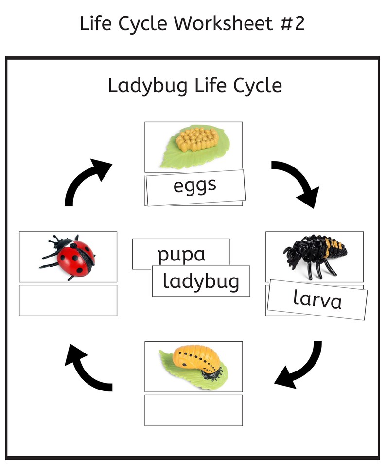 Ladybug Life Cycle 3-part Cards & Worksheets PDF / - Etsy