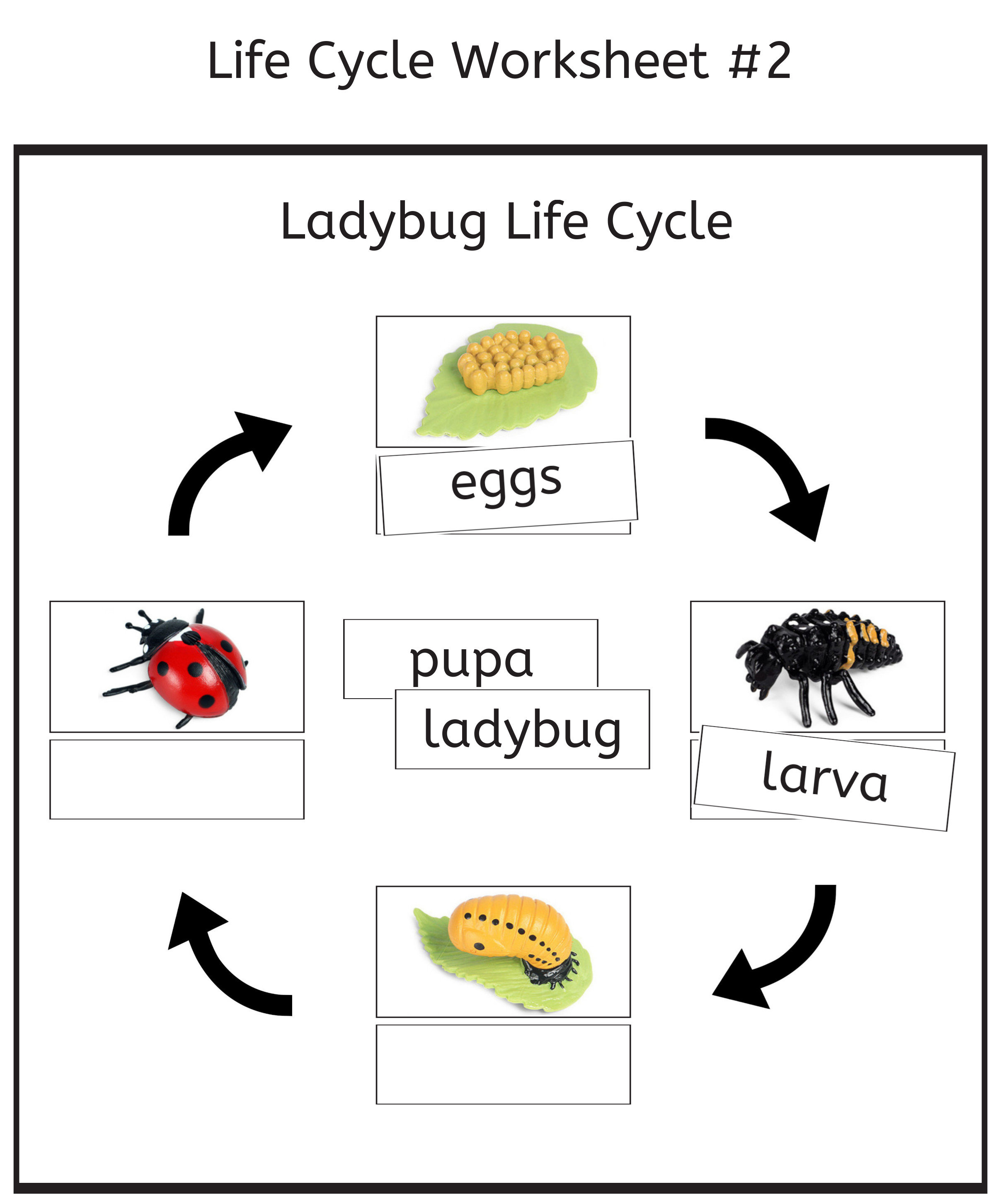 Ladybug Life Cycle 3-part Cards & Worksheets PDF / - Etsy