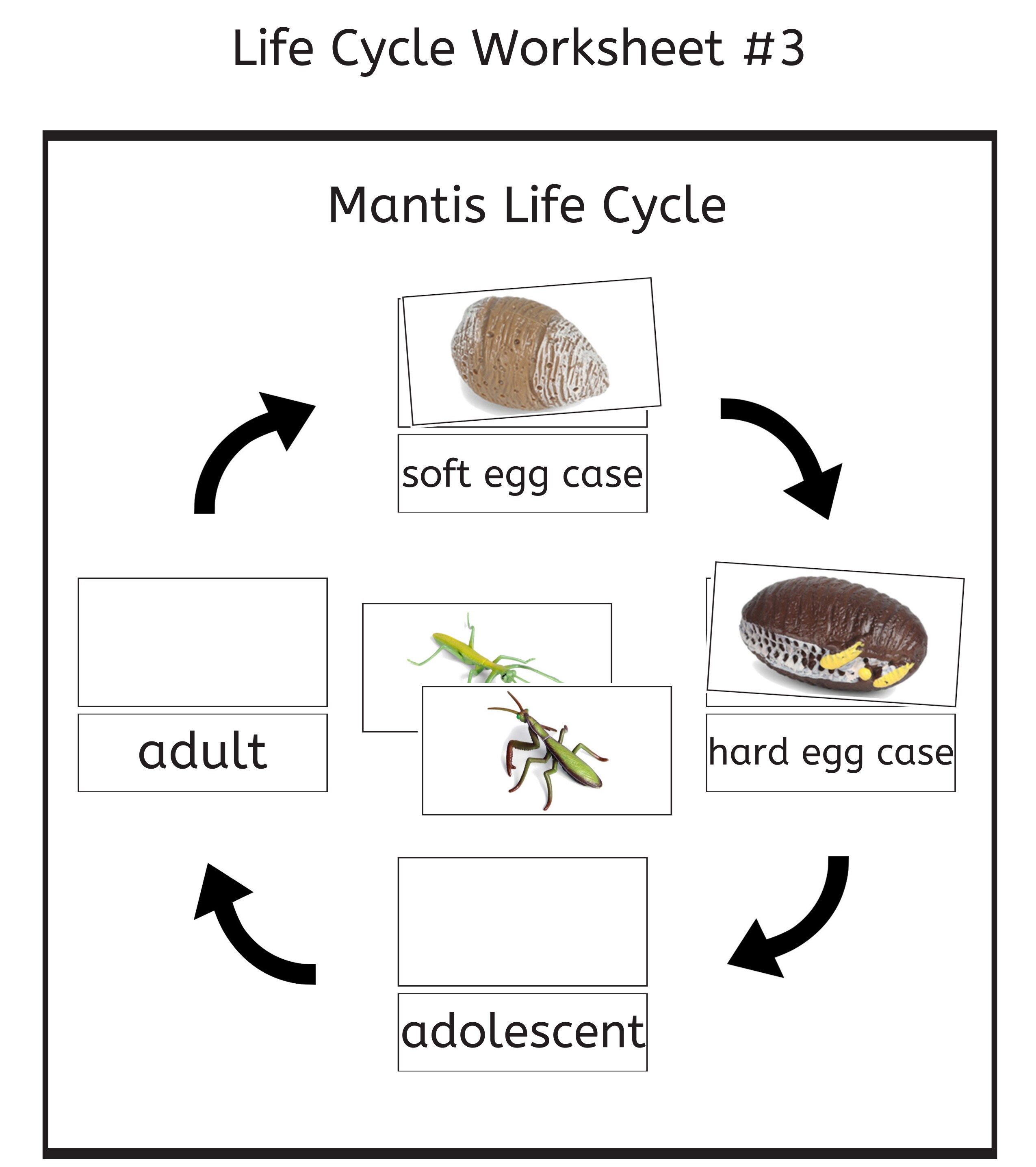 Mantis Life Cycle 3-part Cards & Worksheets PDF / Montessori - Etsy