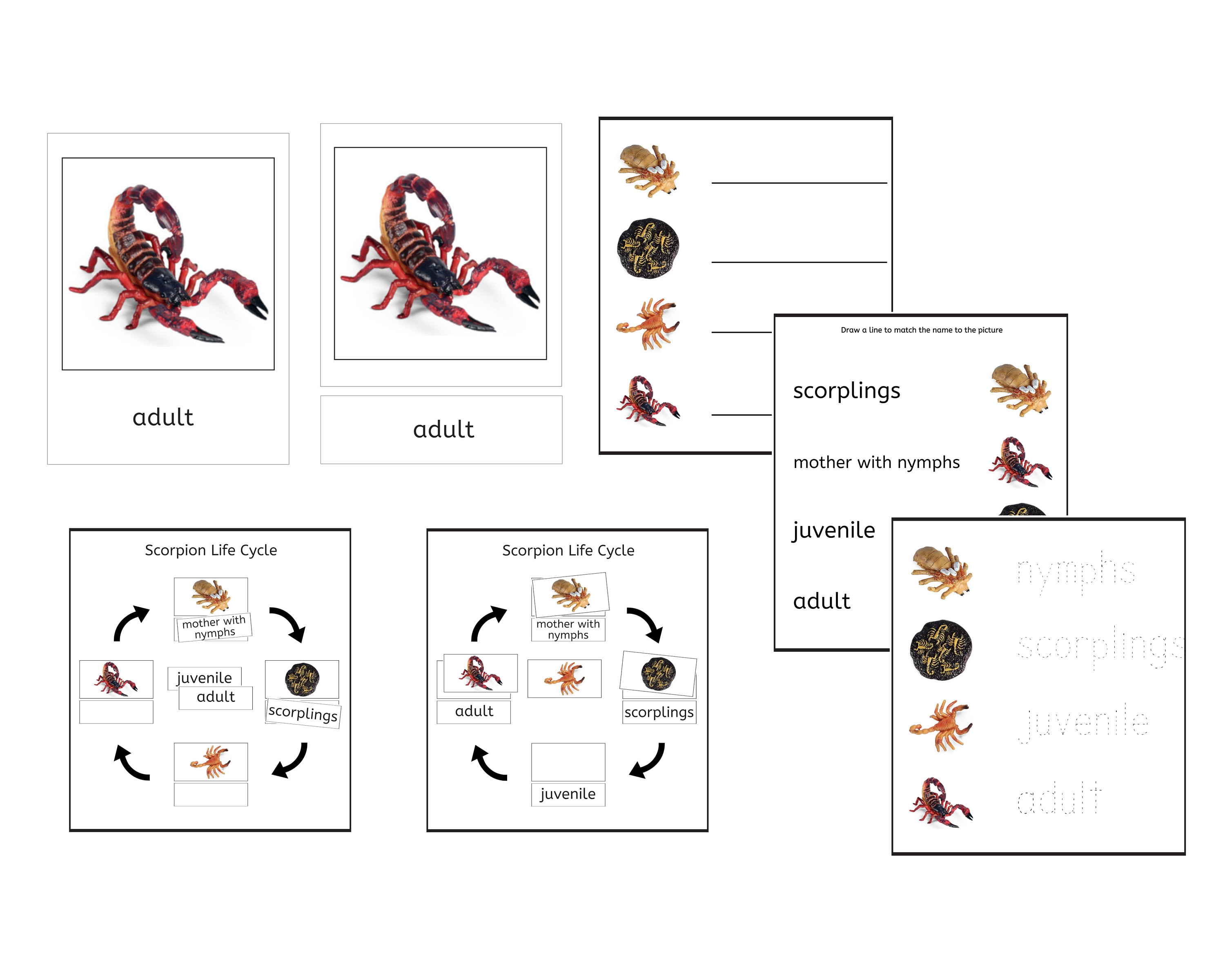 Life Cycle Of A Scorpion For Kids