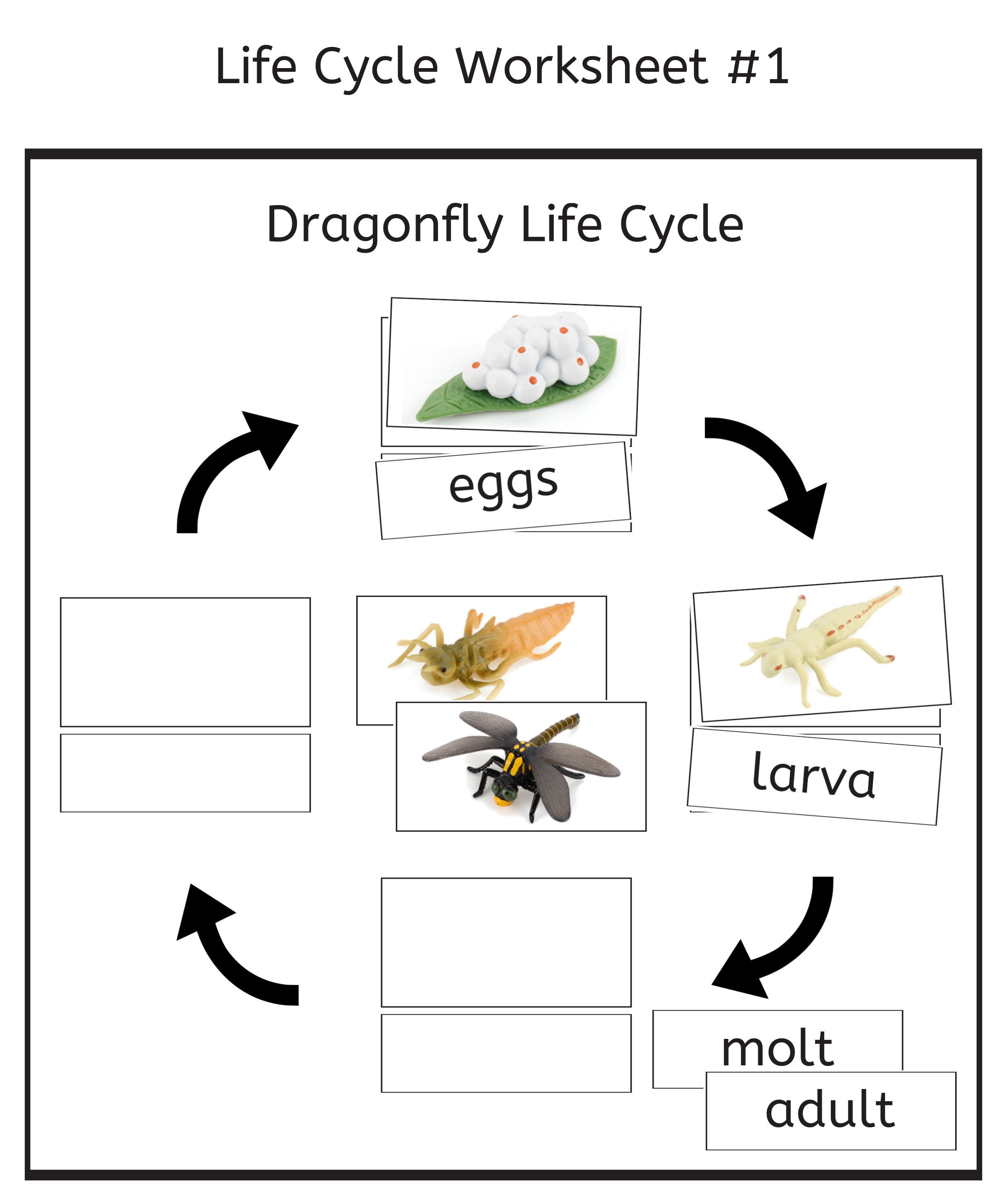 Life Cycle Of A Dragonfly Worksheet