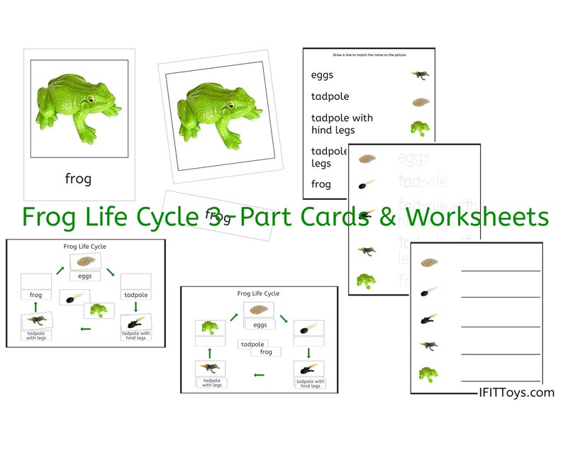 Frog Life Cycle 3-part Cards & Worksheets PDF / Montessori Biology ...