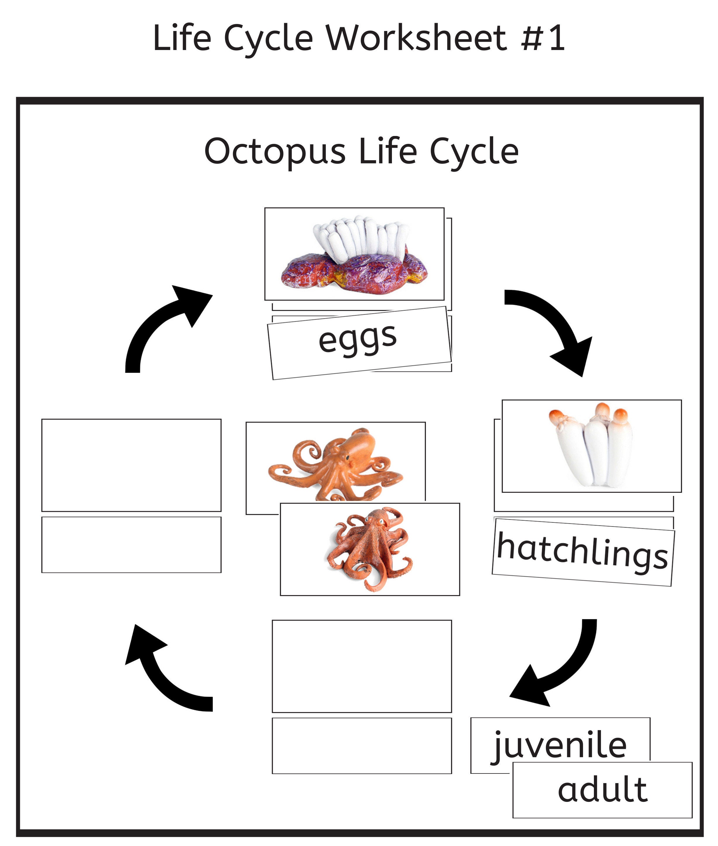 Octopus Life Cycle 3-part Cards & Worksheets PDF / Montessori Biology ...