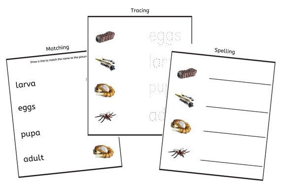 Mosquito Life Cycle Worksheet