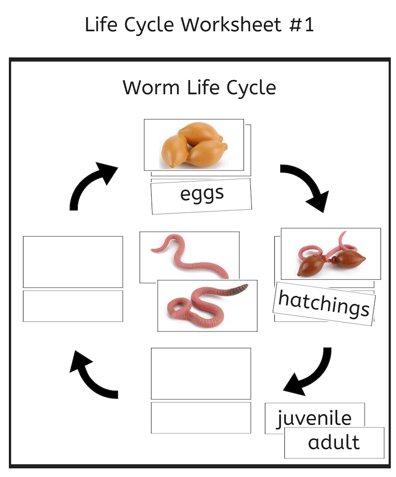 Worm Life Cycle 3-part Cards & Worksheets PDF / Montessori - Etsy