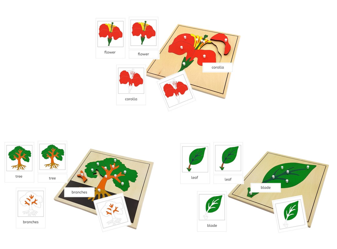 Parts of a Leaf Flower Tree 3-part Cards PDF - Etsy
