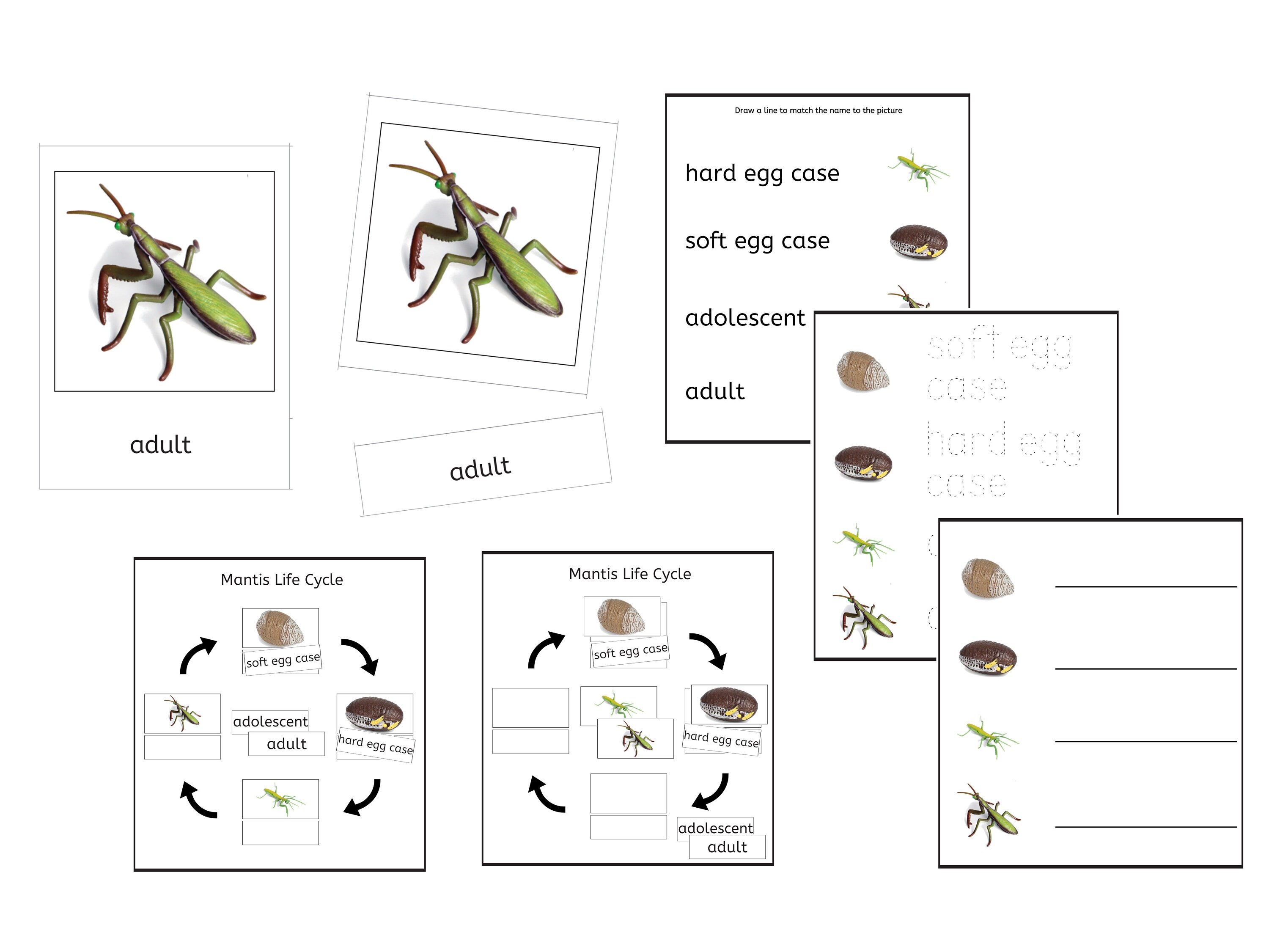 Praying Mantis Life Cycle Worksheet