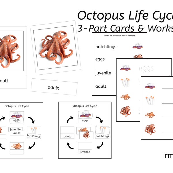 Octopus Life Cycle - Etsy