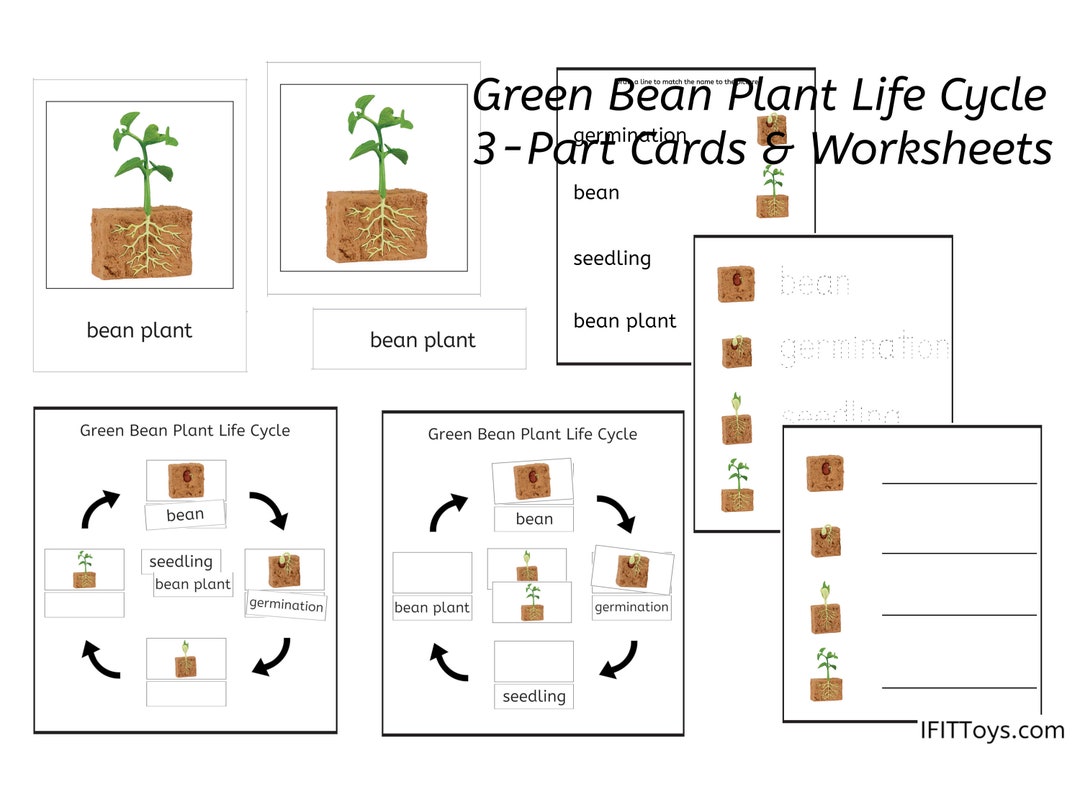 Green Bean Plant Life Cycle 3-part Cards & Worksheets PDF / - Etsy UK