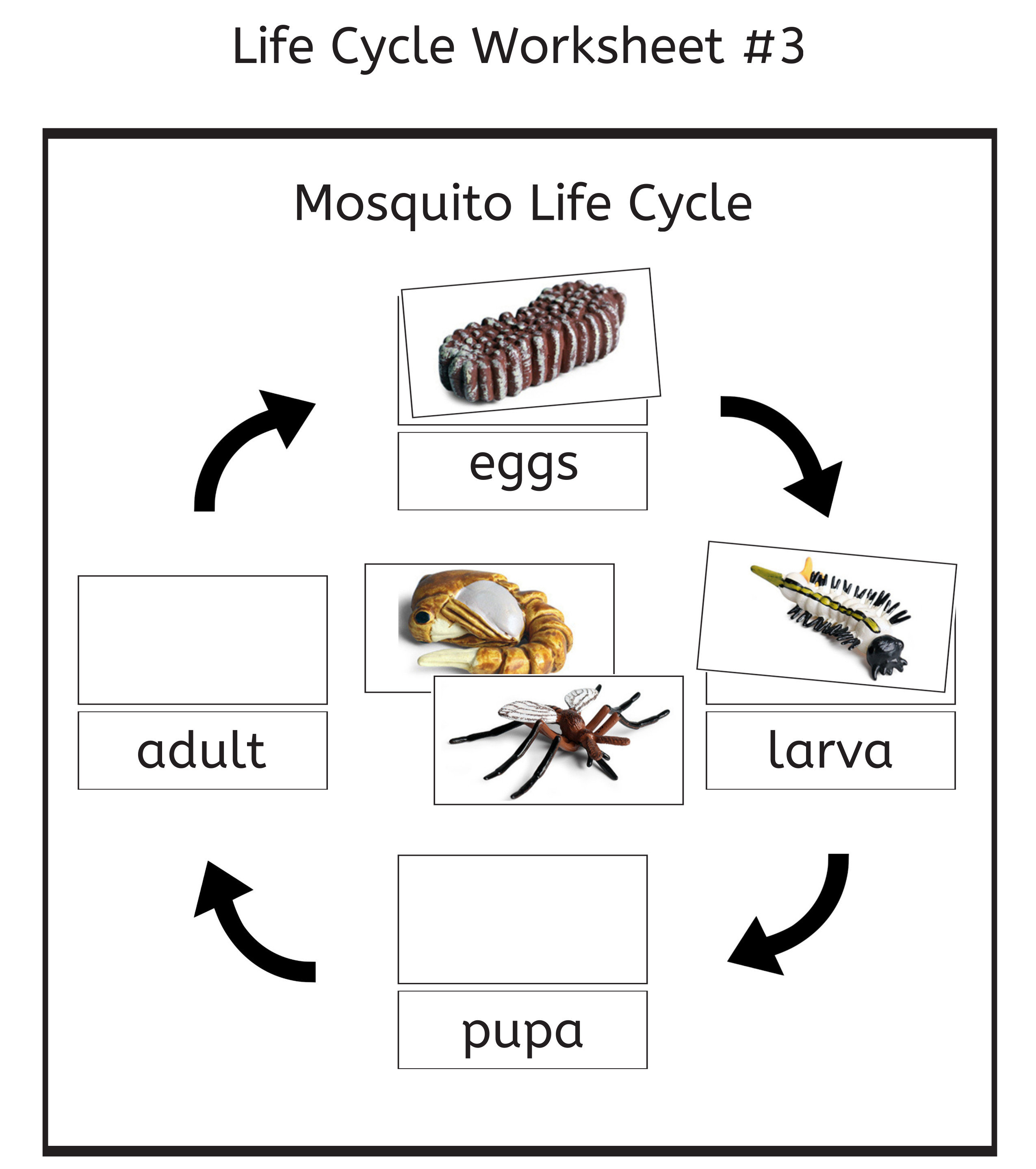 Mosquito Life Cycle Worksheet