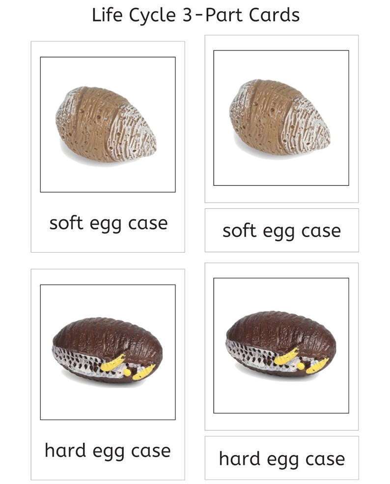 Mantis Life Cycle 3-part Cards & Worksheets PDF / Montessori - Etsy