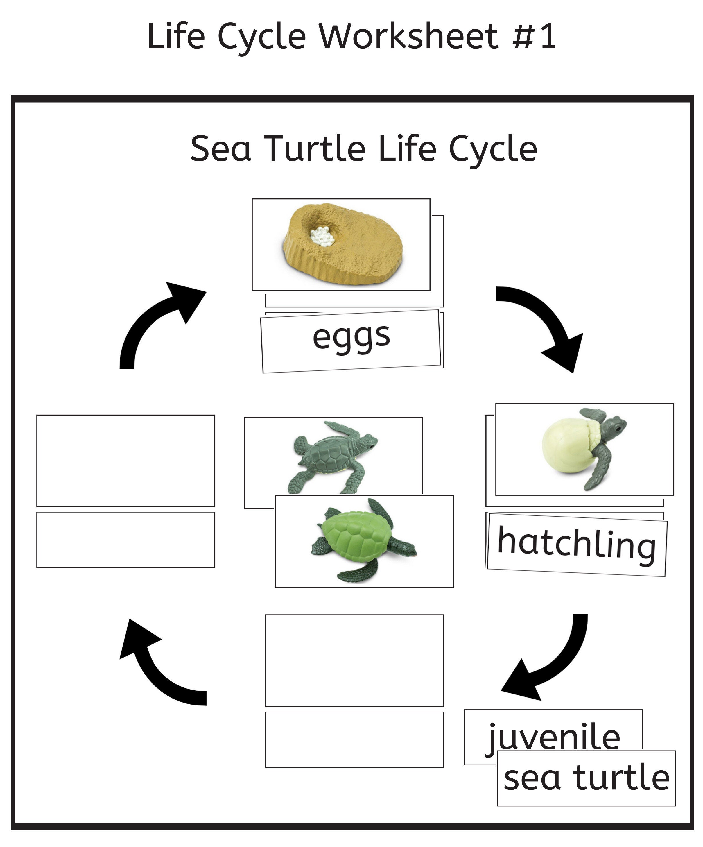 Turtle Life Cycle Worksheet