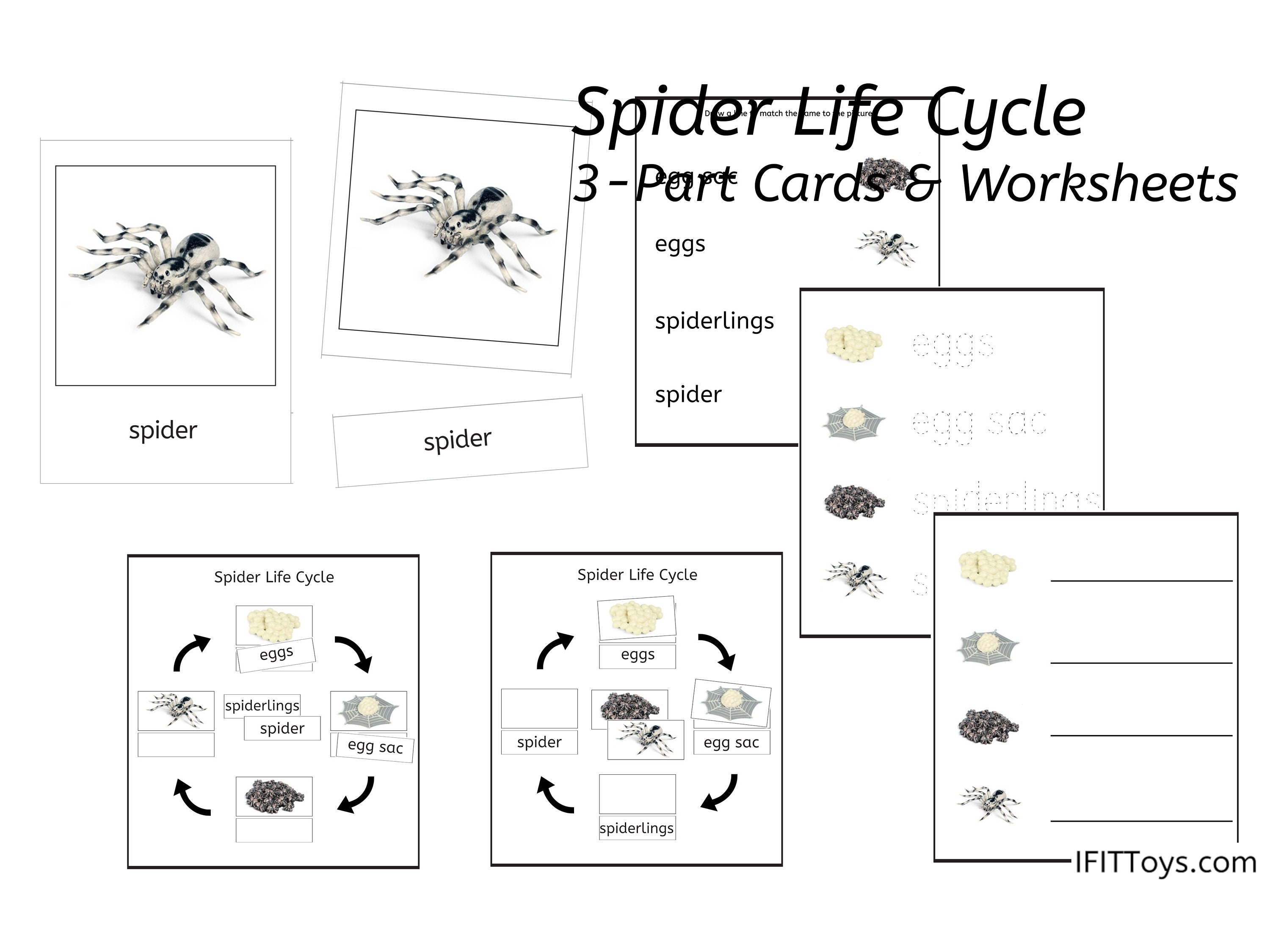 Spider Life Cycle Worksheet