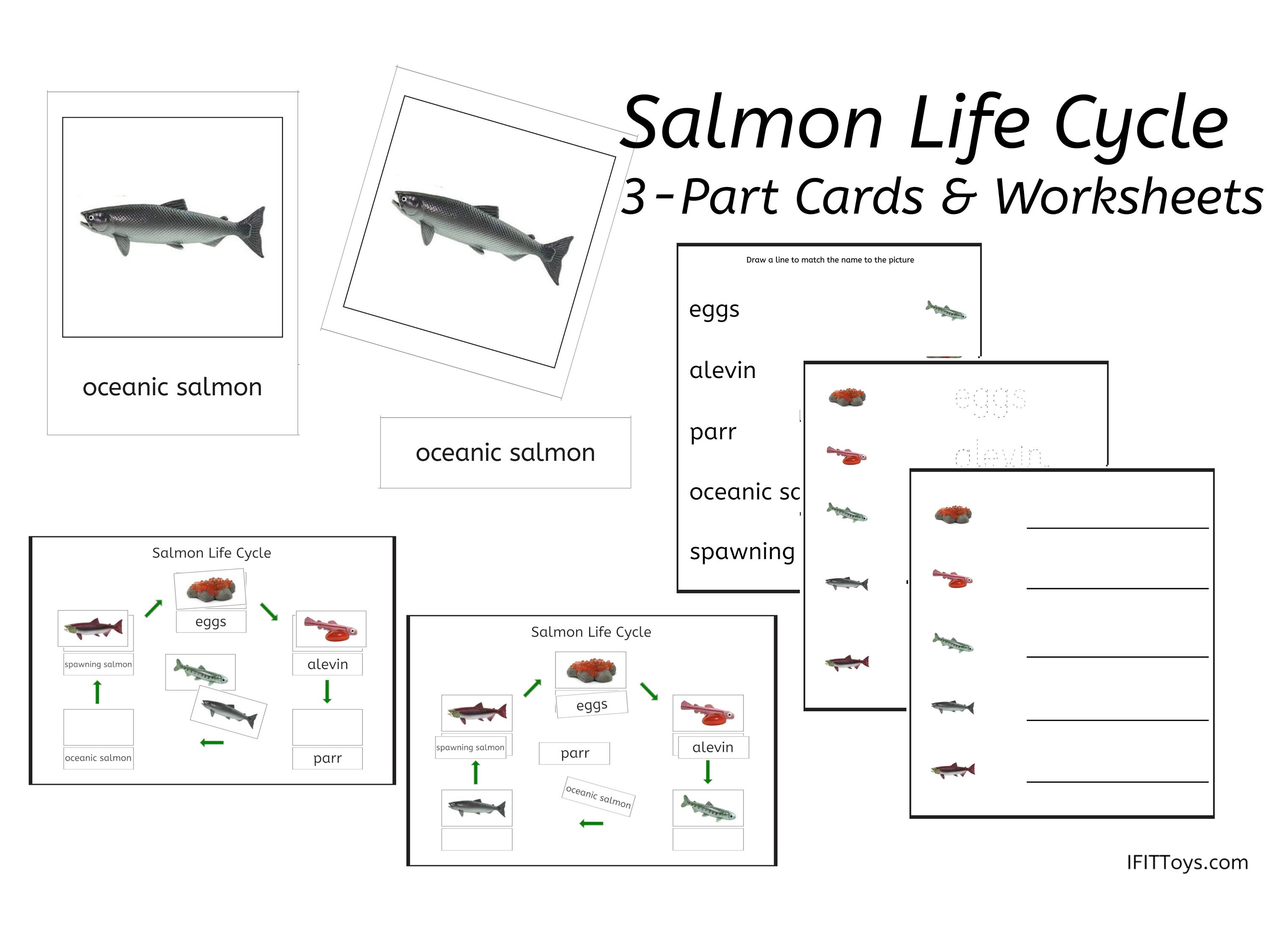 Salmon Life Cycle Worksheet