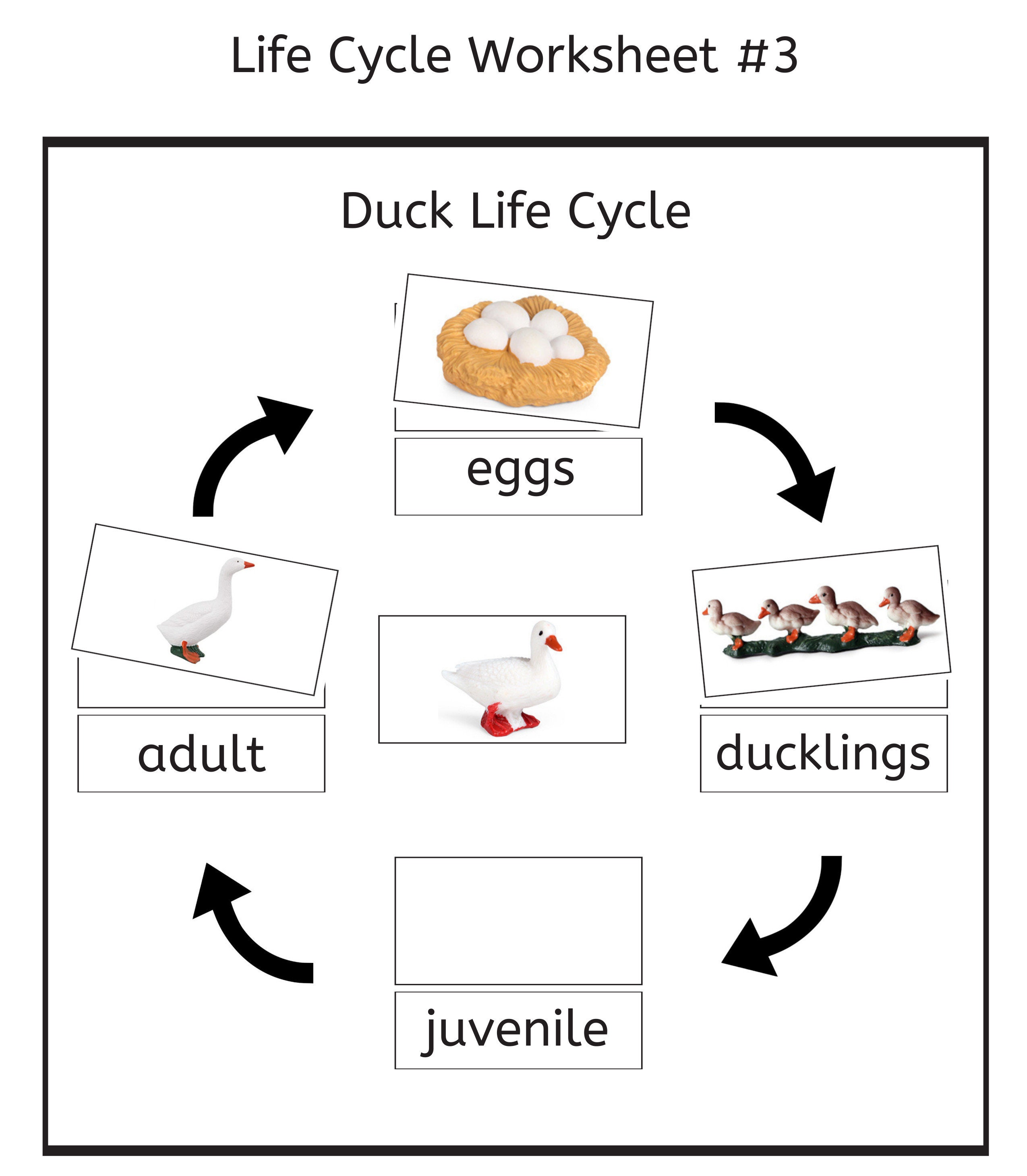 Duck Life Cycle