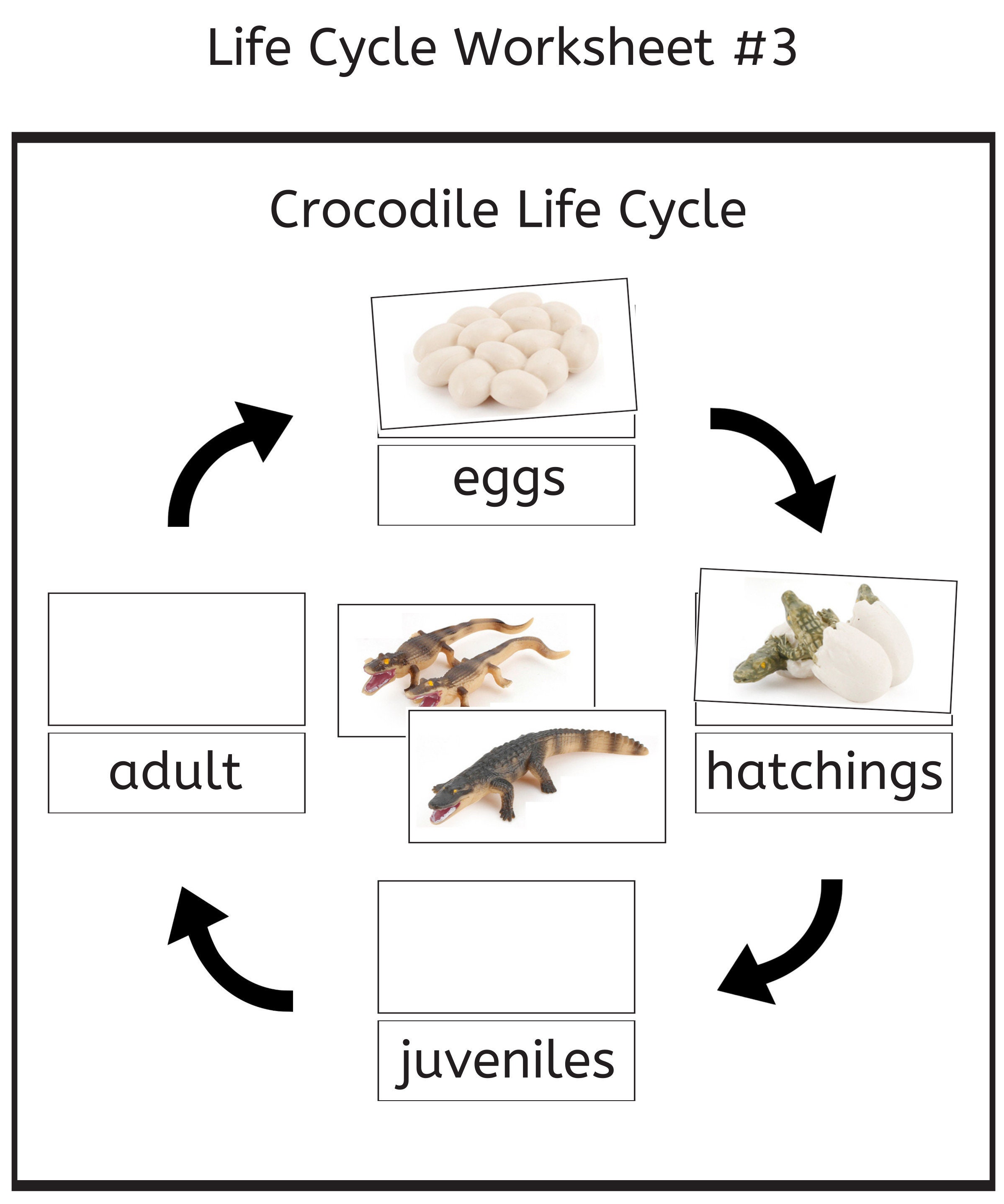 Life Cycle Of A Crocodile