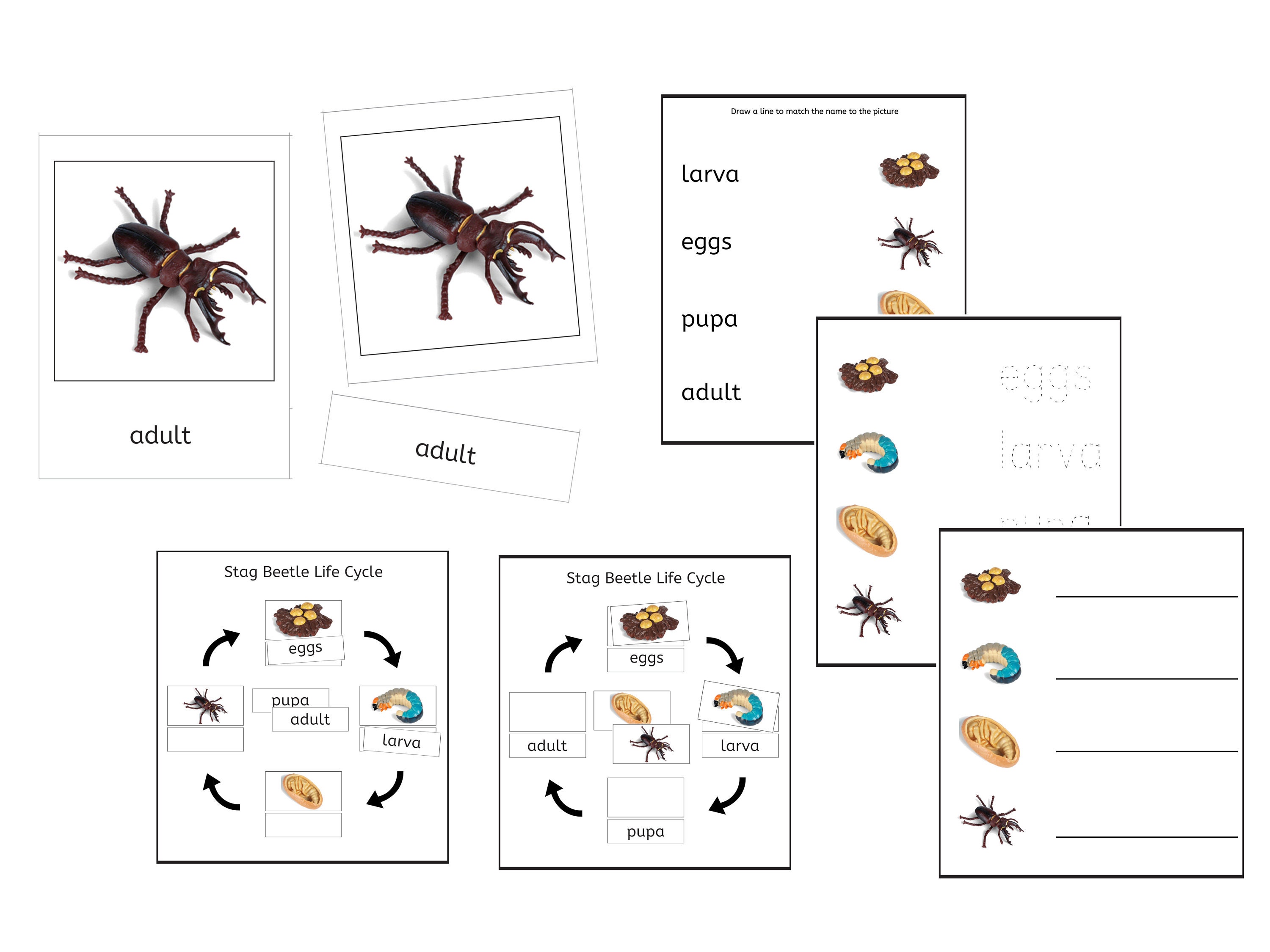 Stag Beetle Life Cycle