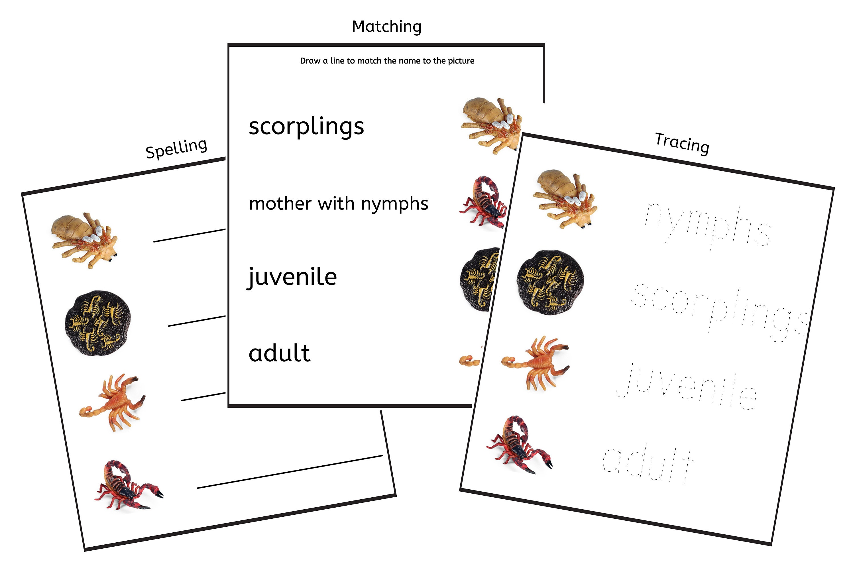 Life Cycle Of A Scorpion For Kids