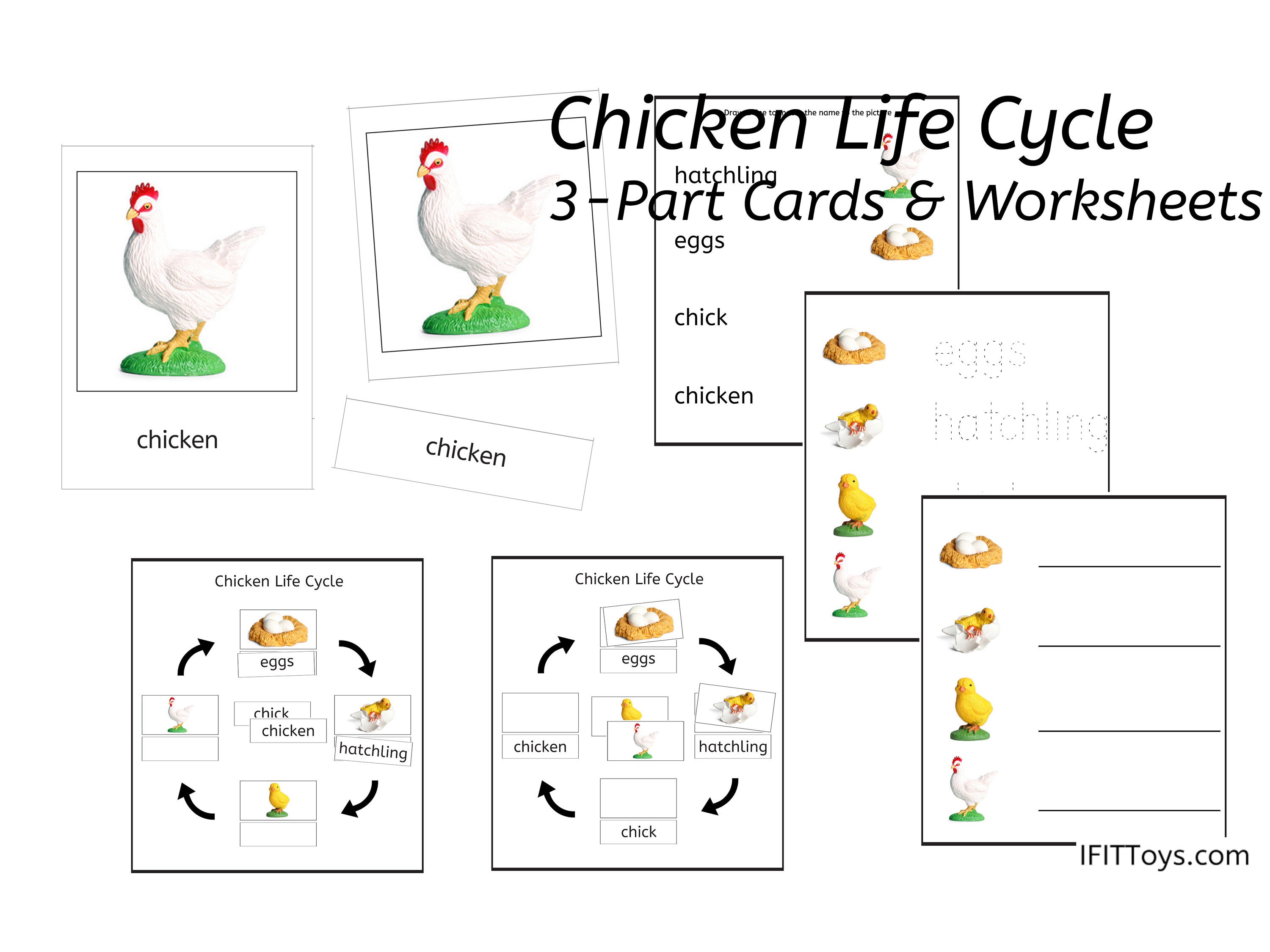 Life Cycle Of A Chicken Worksheet