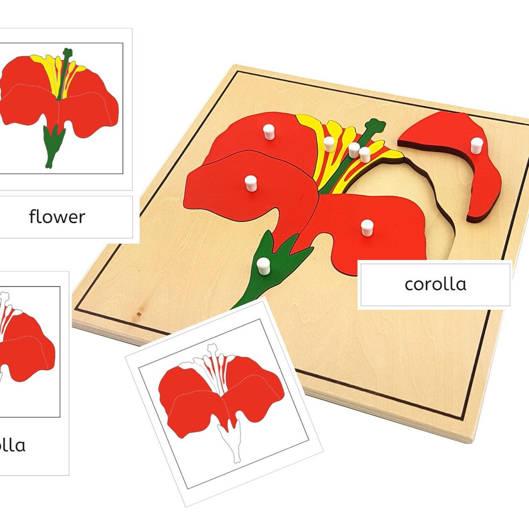 Parts of a Flower 3-part Cards PDF - Etsy Canada
