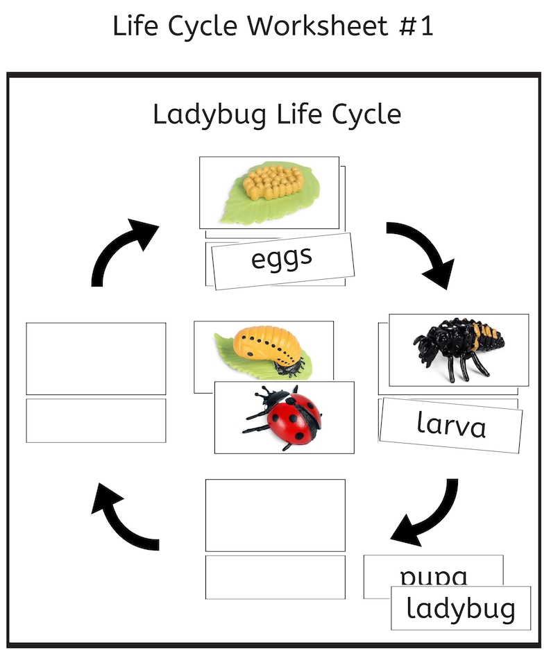 Ladybug Life Cycle 3-part Cards & Worksheets PDF / - Etsy