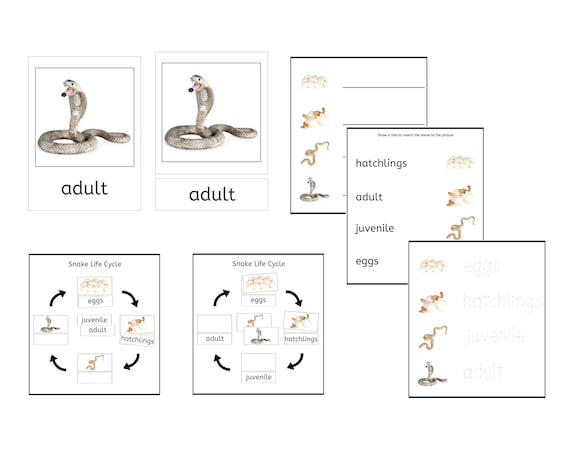 Snake Life Cycle