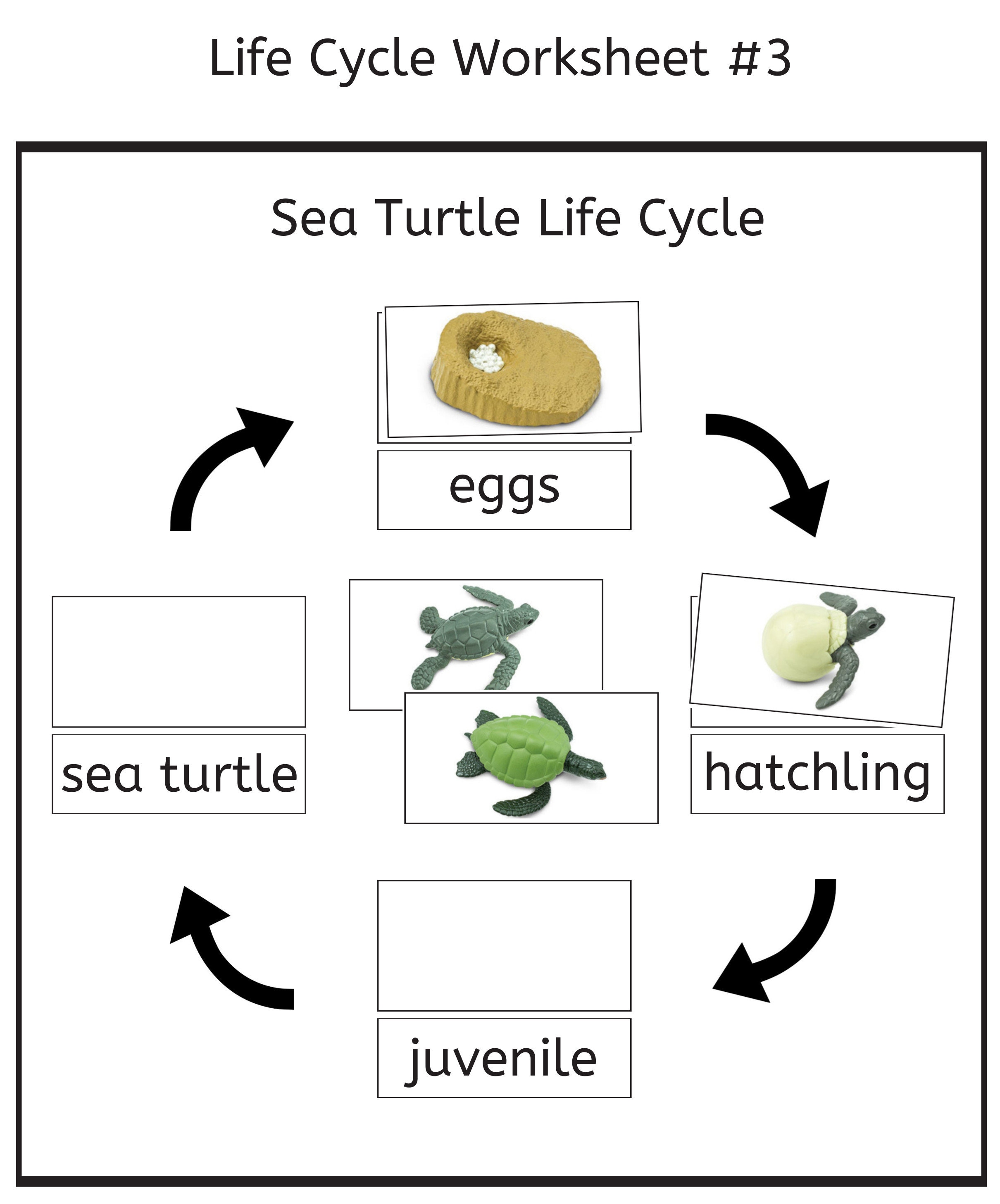Turtle Life Cycle Diagram