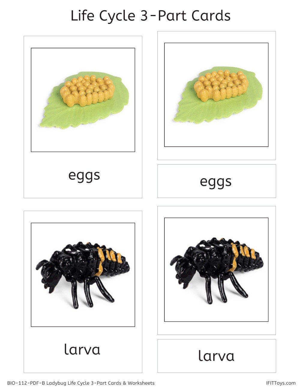 Ladybug Life Cycle 3-part Cards & Worksheets PDF / - Etsy