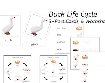 Duck Life Cycle Printable