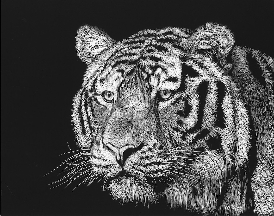 Tiger, Original Realistic Scratchboard Art, 1/8" X 8" X 10", Unframed ...