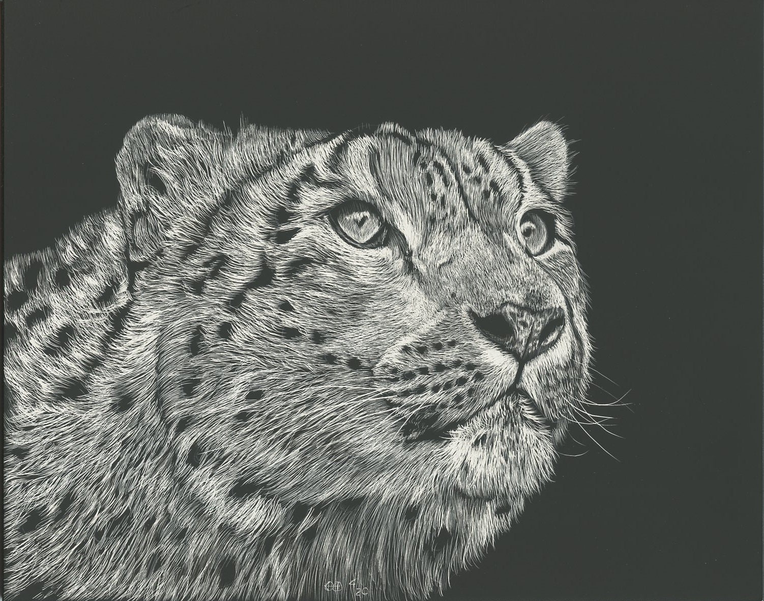 Original Scratchboard, Snow Leopard, Realistic, 1/8" X 8" X 10". - Etsy