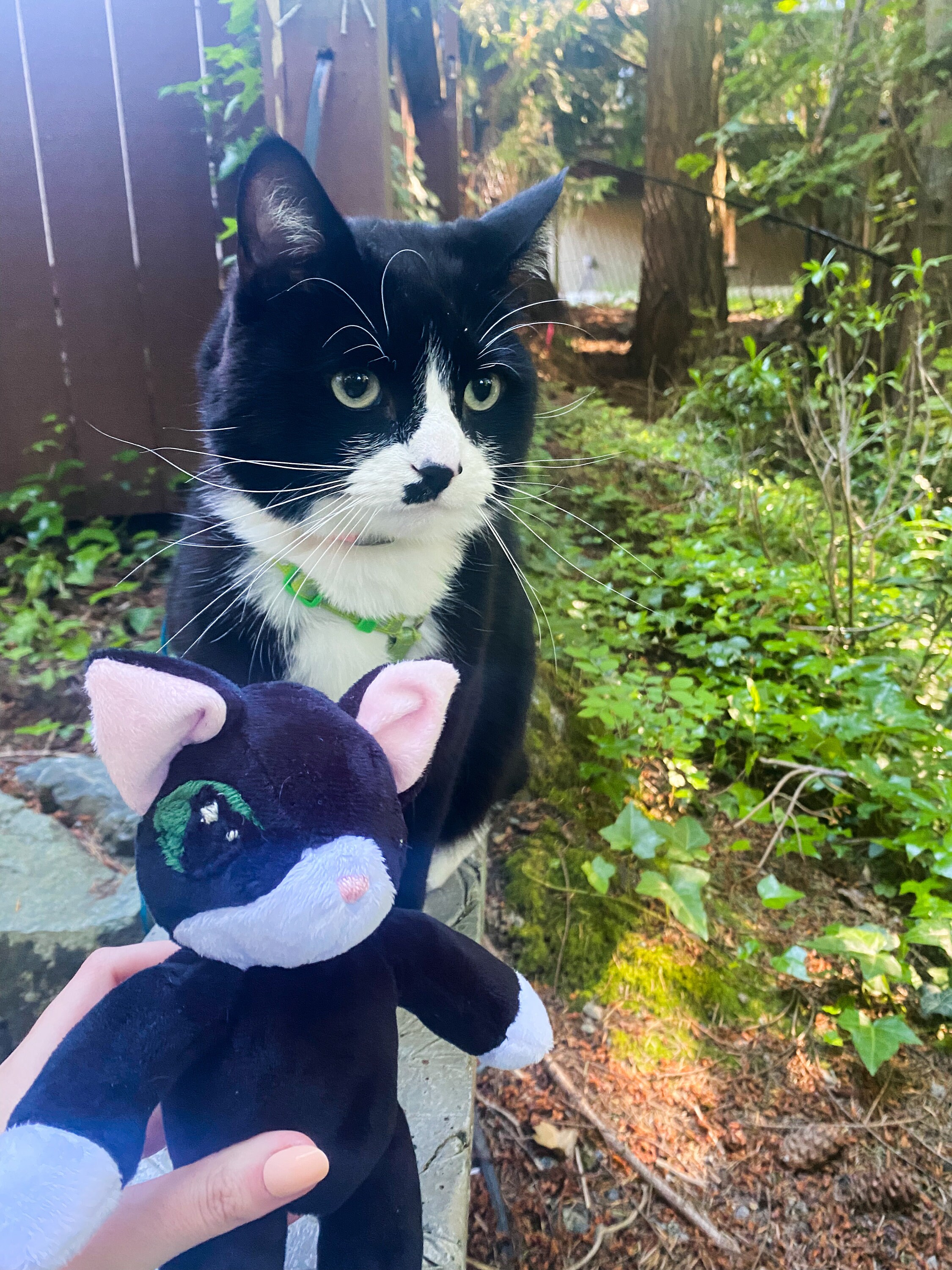 Custom Cat Plush - Etsy