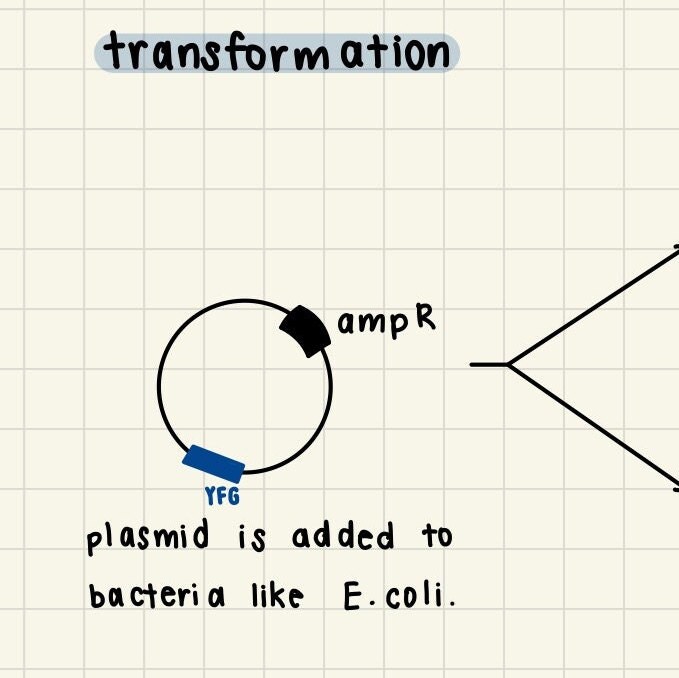 SBI4U — Molecular Genetics - Etsy