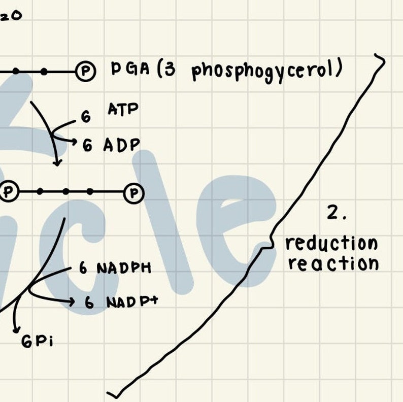 SBI4U — Metabolism - Etsy