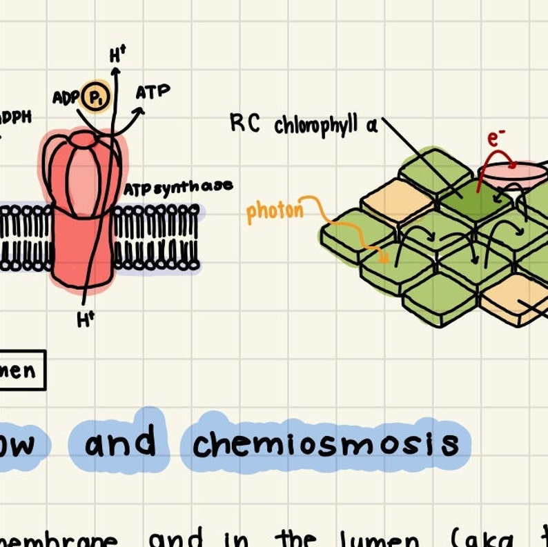 SBI4U — Metabolism - Etsy