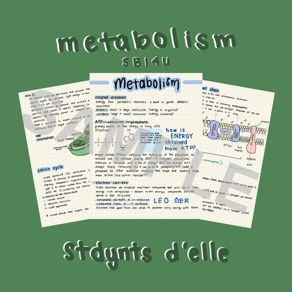 SBI4U Metabolism - Etsy