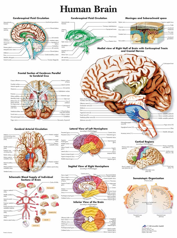 Left Brain Diagram